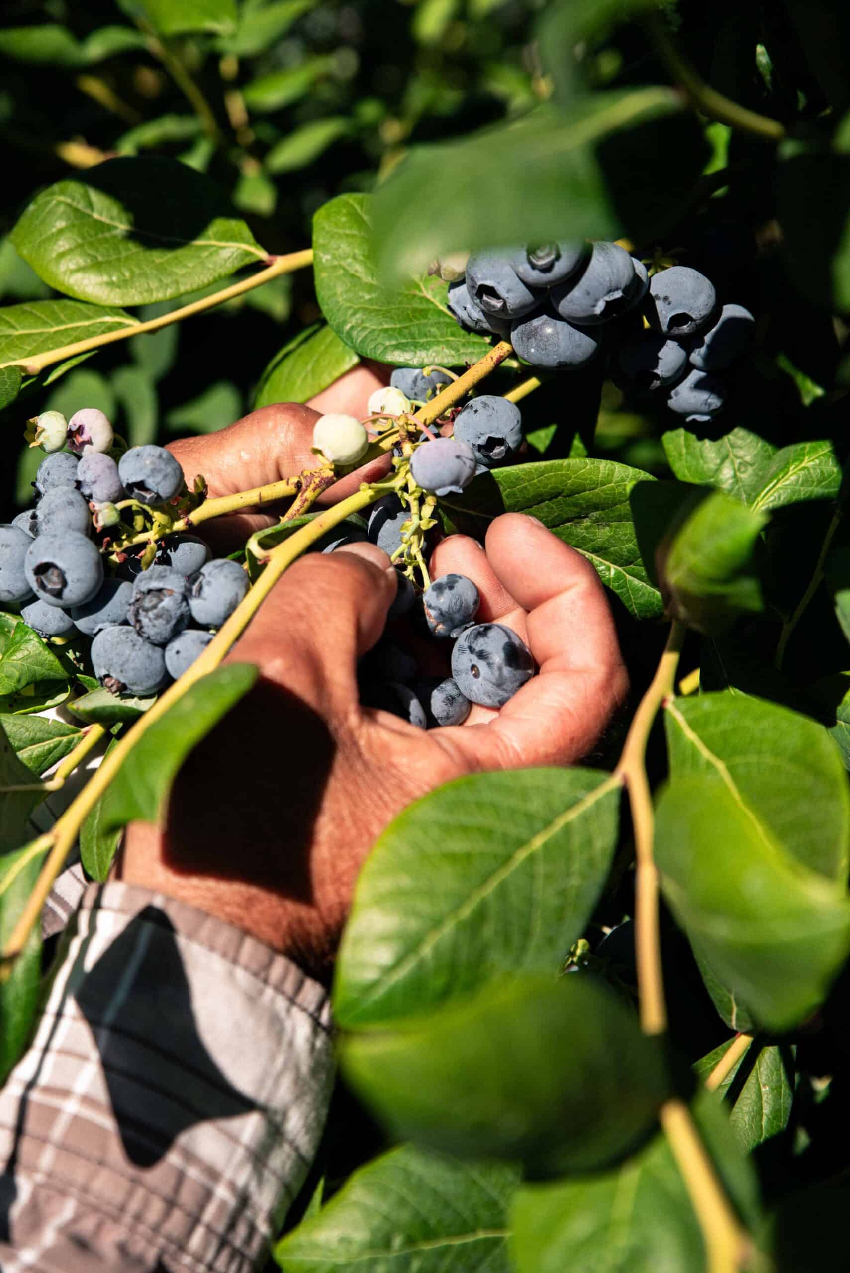 How We Grow | Berry Fresh