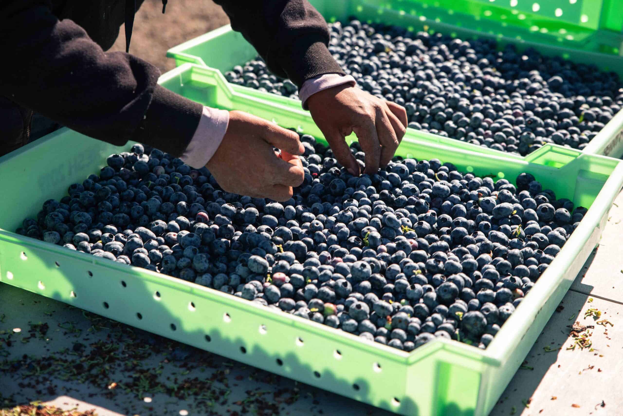 When Are Blueberries in Season | Berry Fresh